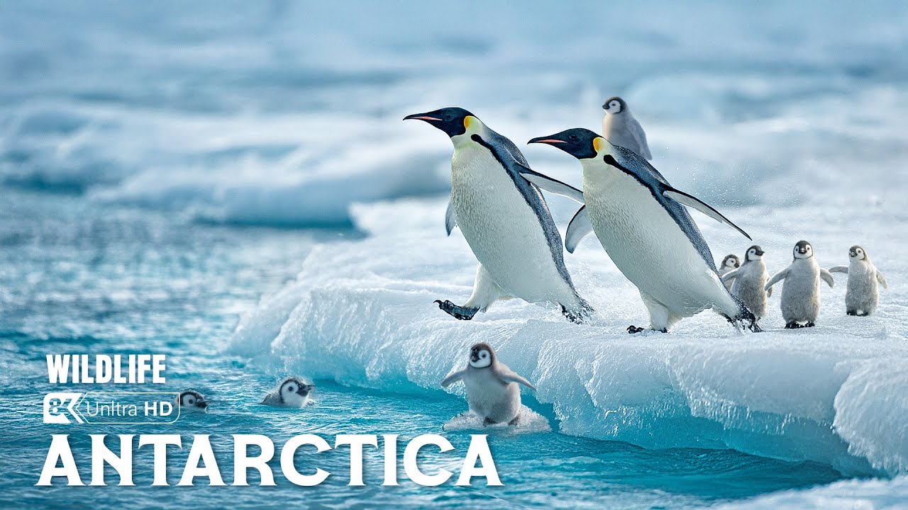 Antarctic Wildlife | The Hidden Life Thriving in Earth’s Harshest ...