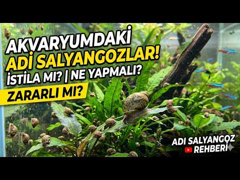 Akvaryumdaki Adi Salyangozlar !! İstila mı? Ne yapmalı? Zararlı mı?