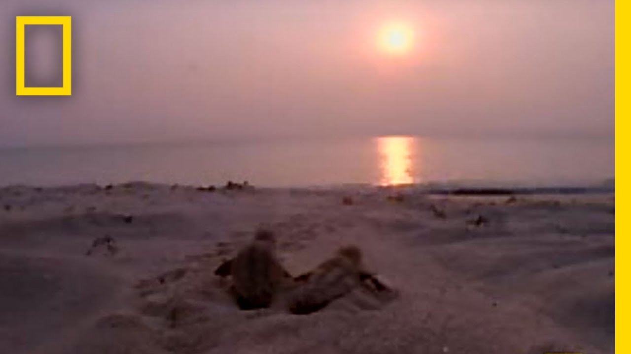 Lifestyles of the Loggerhead | National Geographic - YouTube