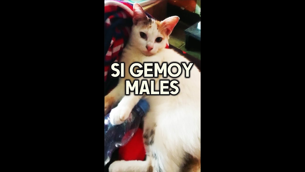 Si Gemoy Males Main - YouTube