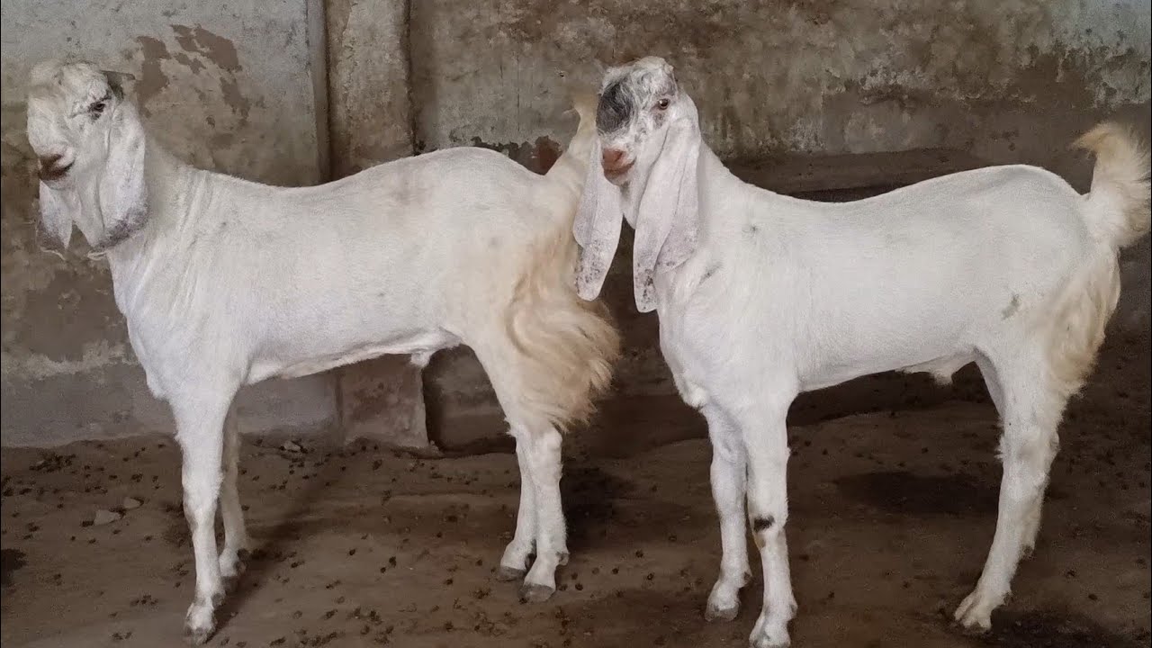 India's selif feeding mewati cross totapuri Khassi Goat bakra jodi ...