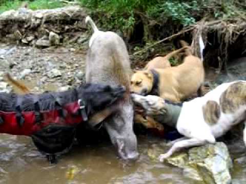Korea boar hunting 01 - YouTube