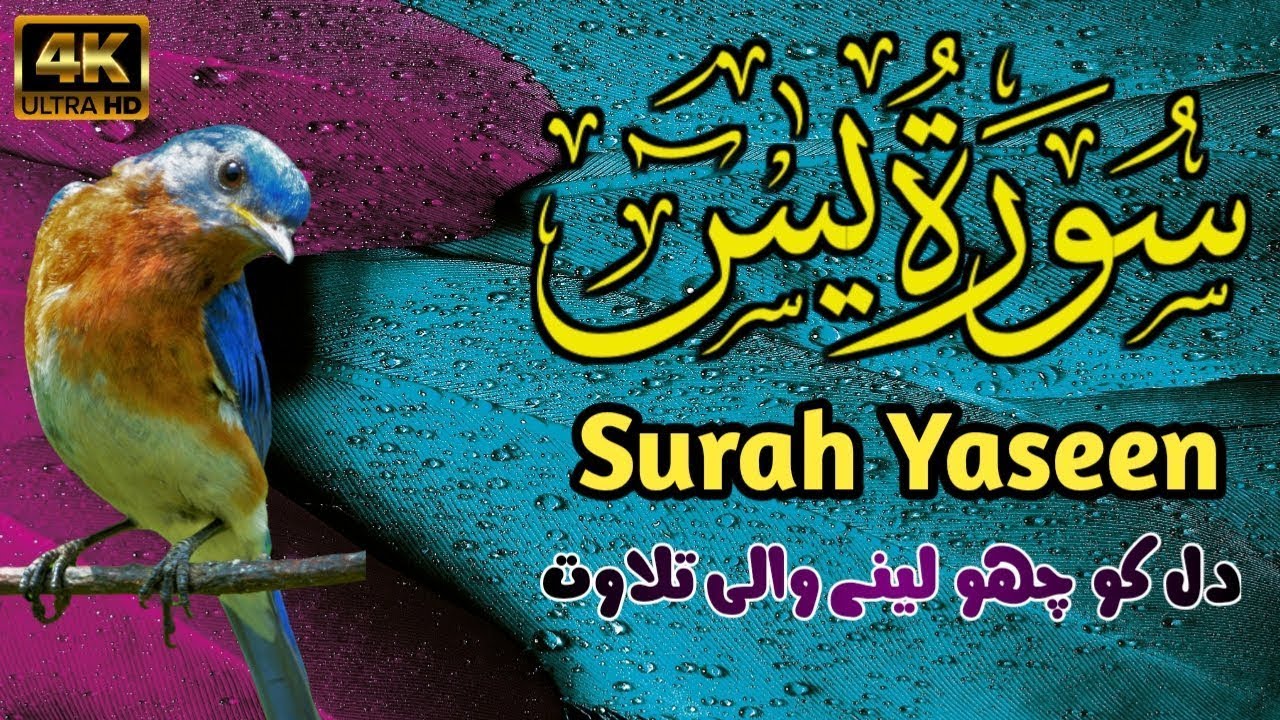 Surah Yasin Yaseen Full With Arabic Beautiful recitation EP 0016 ...