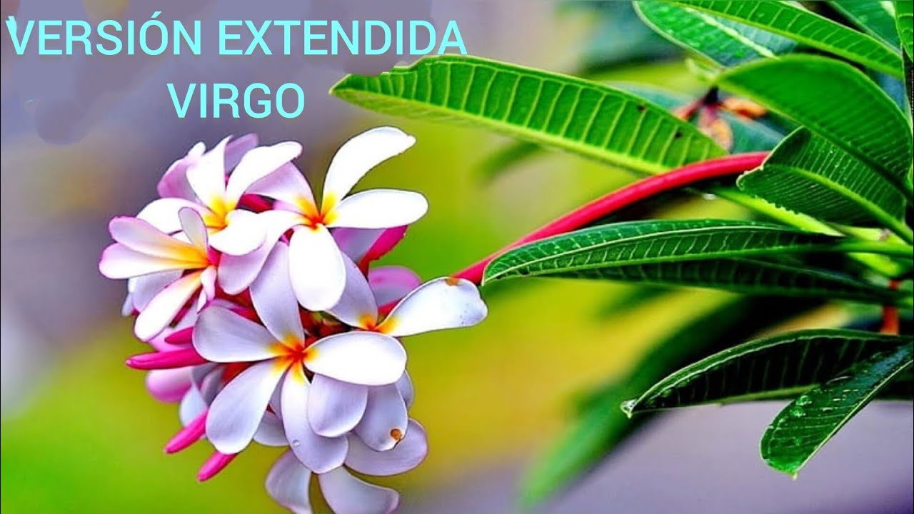 VIRGO ♍ ESTA CONVERSACION TE PROVOCARÁ MUCHA ALEGRIA, VIENEN MOMENTOS ...