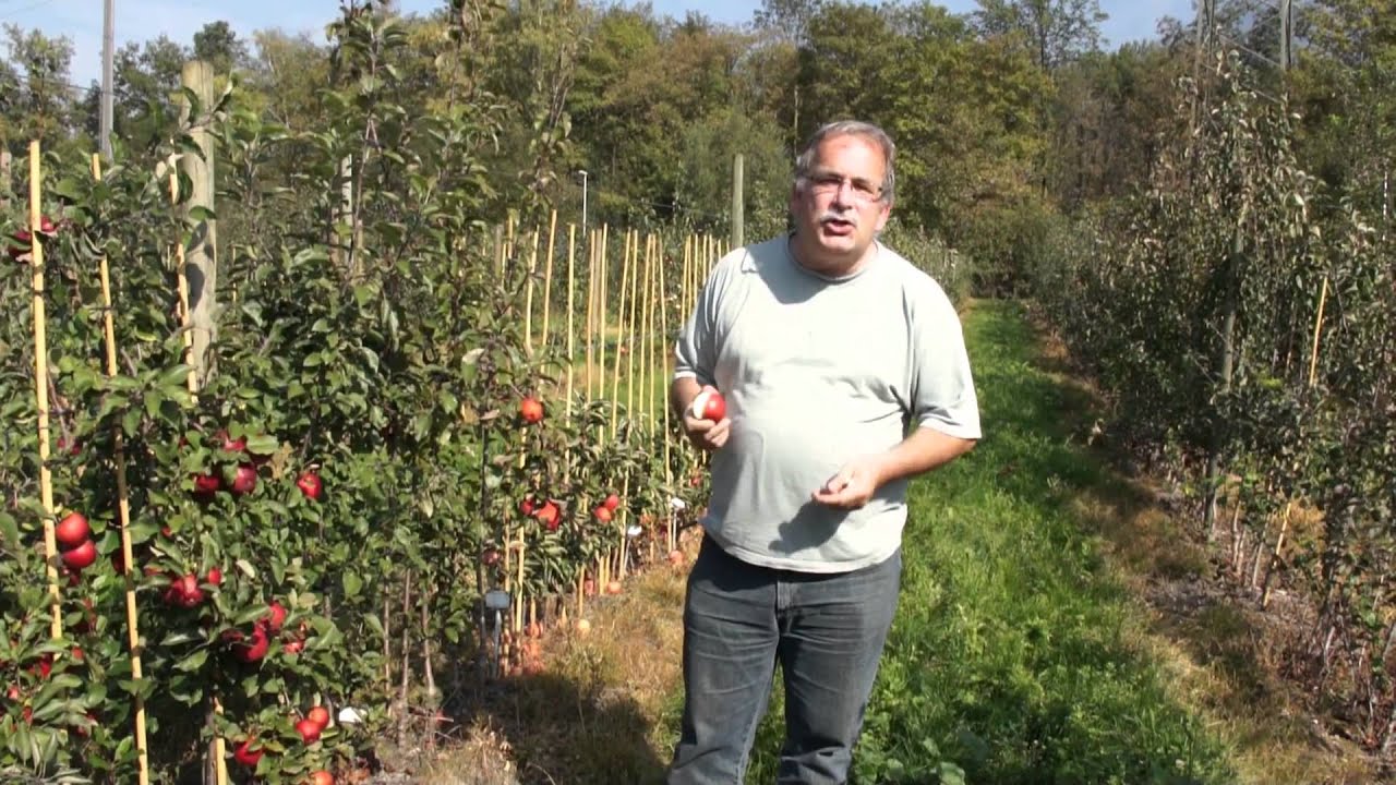 Apple breeding part 9 of 10 - Testing of genotypes - YouTube