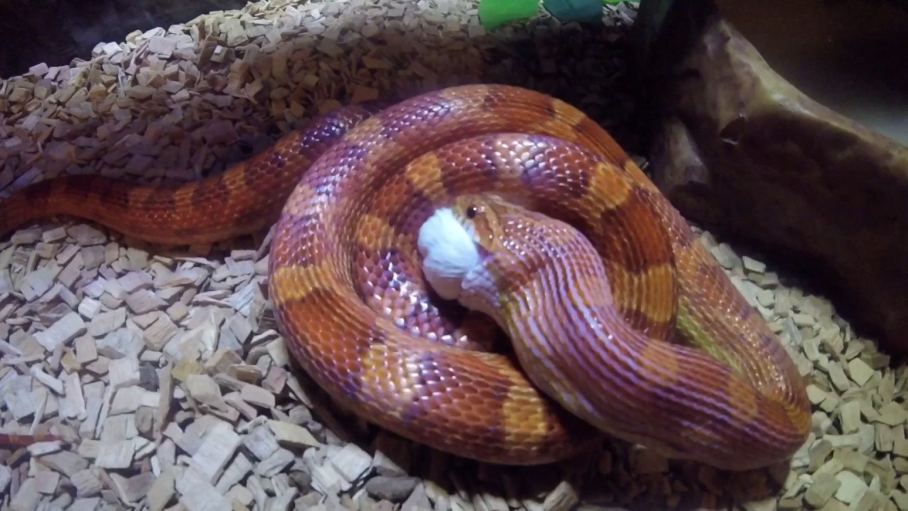 Nourrissage Python regius et Pantherophis Guttata !!! Snake feeding !!!! - YouTube
