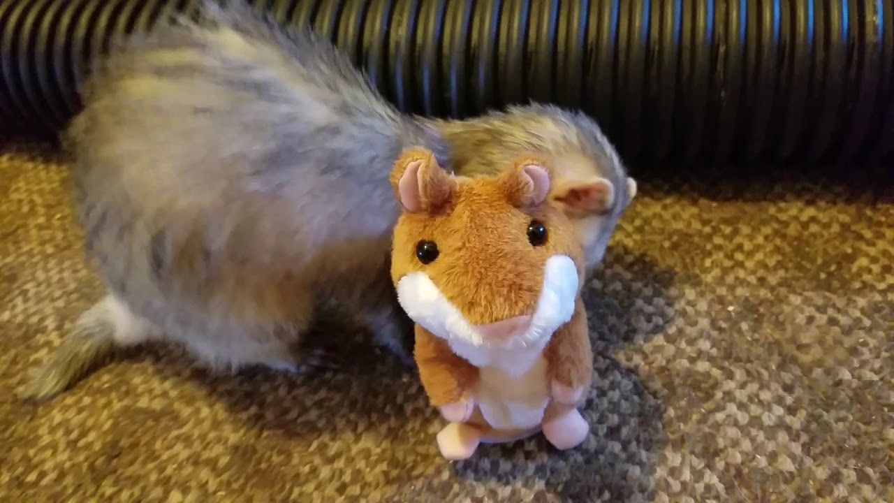 The ferrets meet the mimicking hamster - YouTube