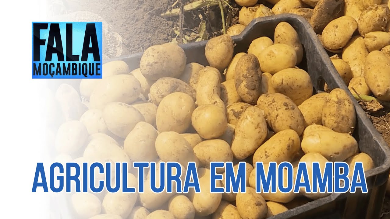 Produtores satidsfeitos com alto rendimento da batata reno em Moamba ...
