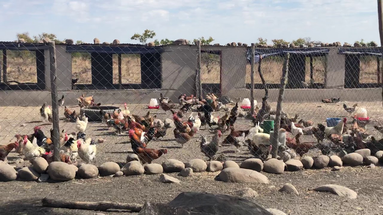 Indigenous Chickens - YouTube