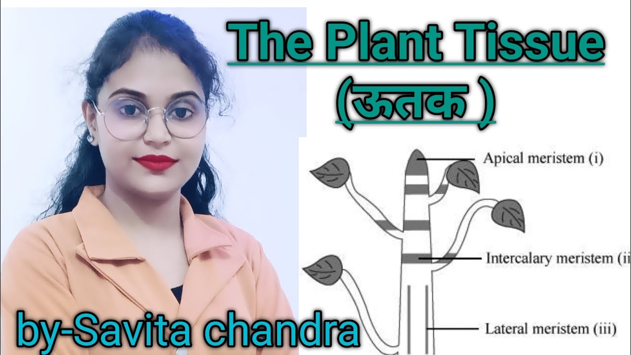 The plant tissue #Classification of plant tissue #class 9th to 12th ...