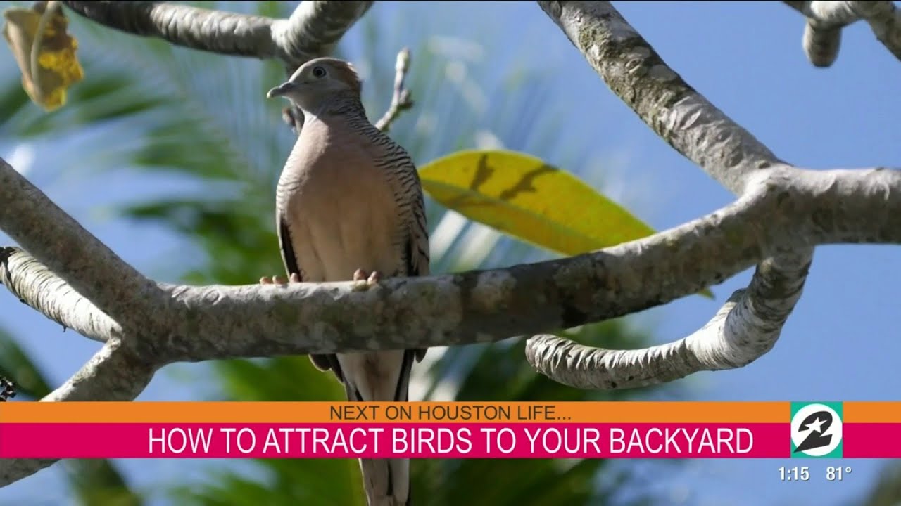 Houston Audubon shares how you can attract birds to your backyard ...