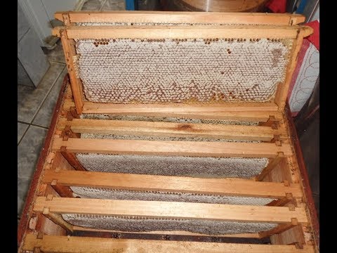 Abelhas Manejo e Dicas de Apicultura parte 1 - YouTube