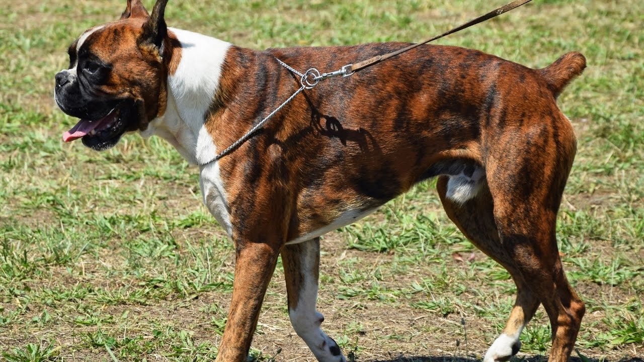 Keep Your Boxer Safe in Cold Weather: Winter Safety Tips - YouTube