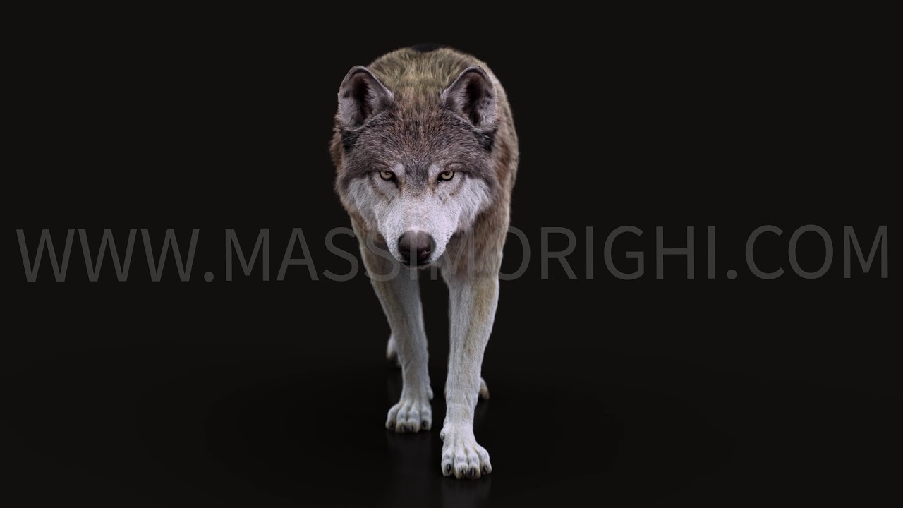 Wolf Walking Towards
