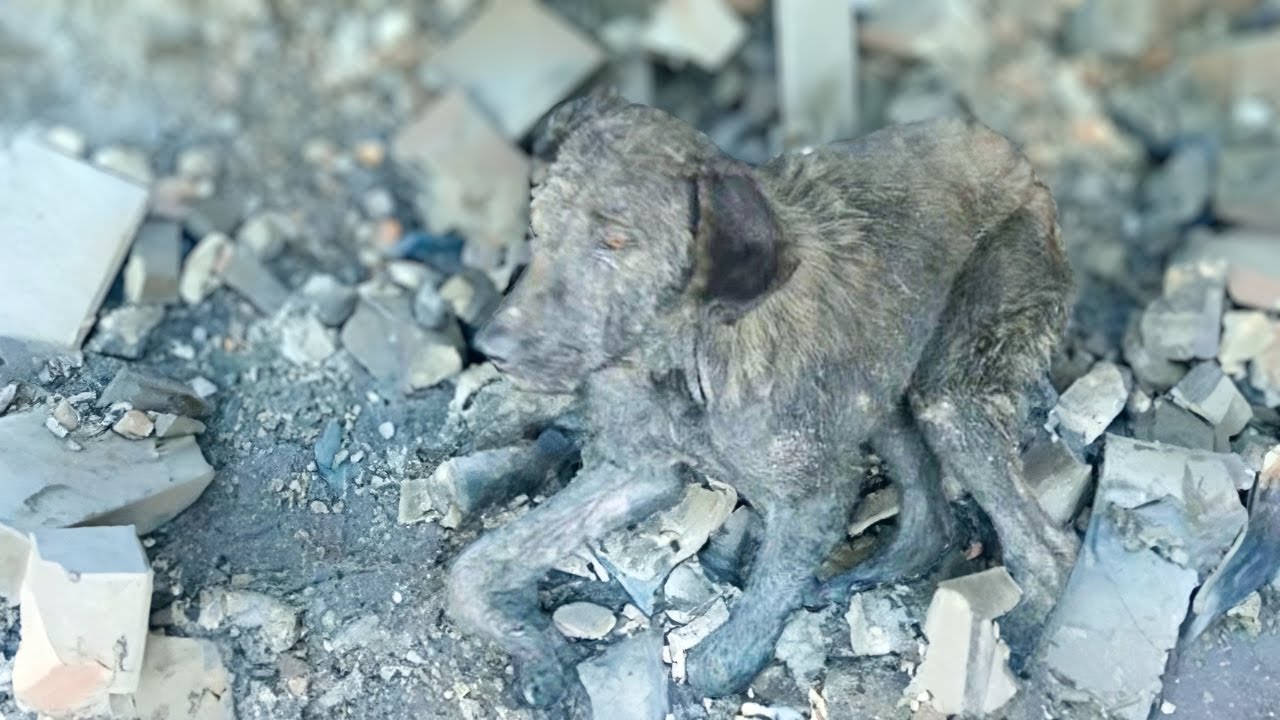 Under the rubble for 15 days, a crippled dog ate waste to survive after ...