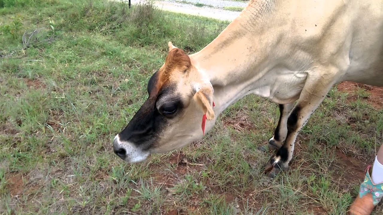 Cows gone bad - YouTube