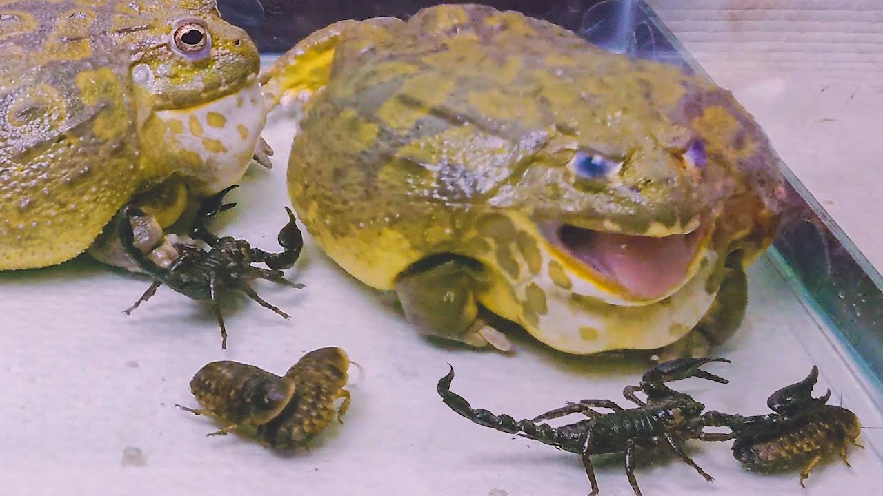 Feeding African Bullfrog with Big Cockroach & Scorpion! Warning live ...