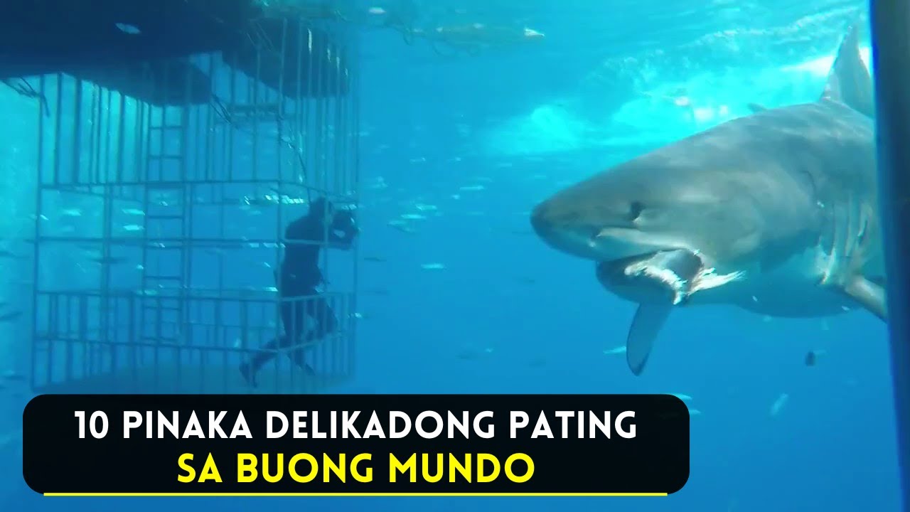 10 Pinaka Delikadong Pating sa Buong Mundo - YouTube