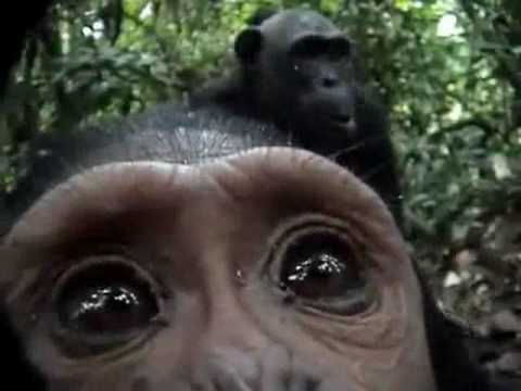 Monkey Finds a Hidden Camera - YouTube