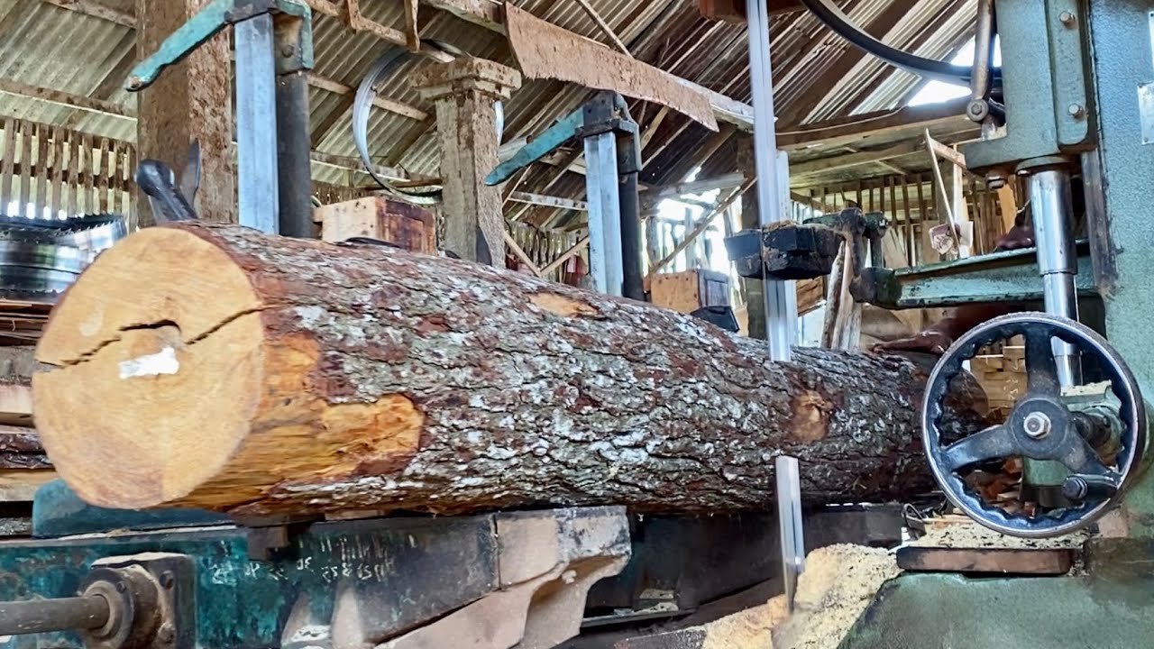 The process of sawing pine logs in a lumber factory - YouTube