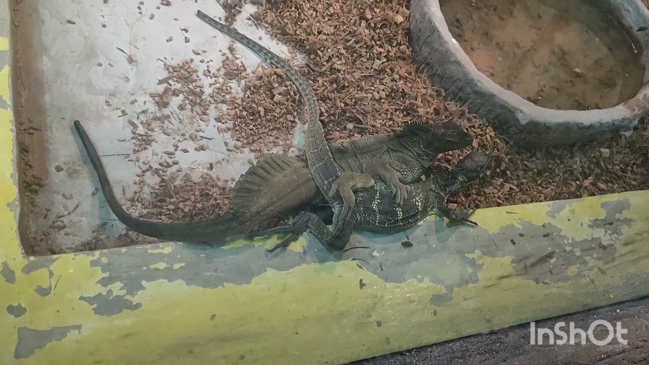 Hydrosaurus weberi mating with h. microlophus - YouTube