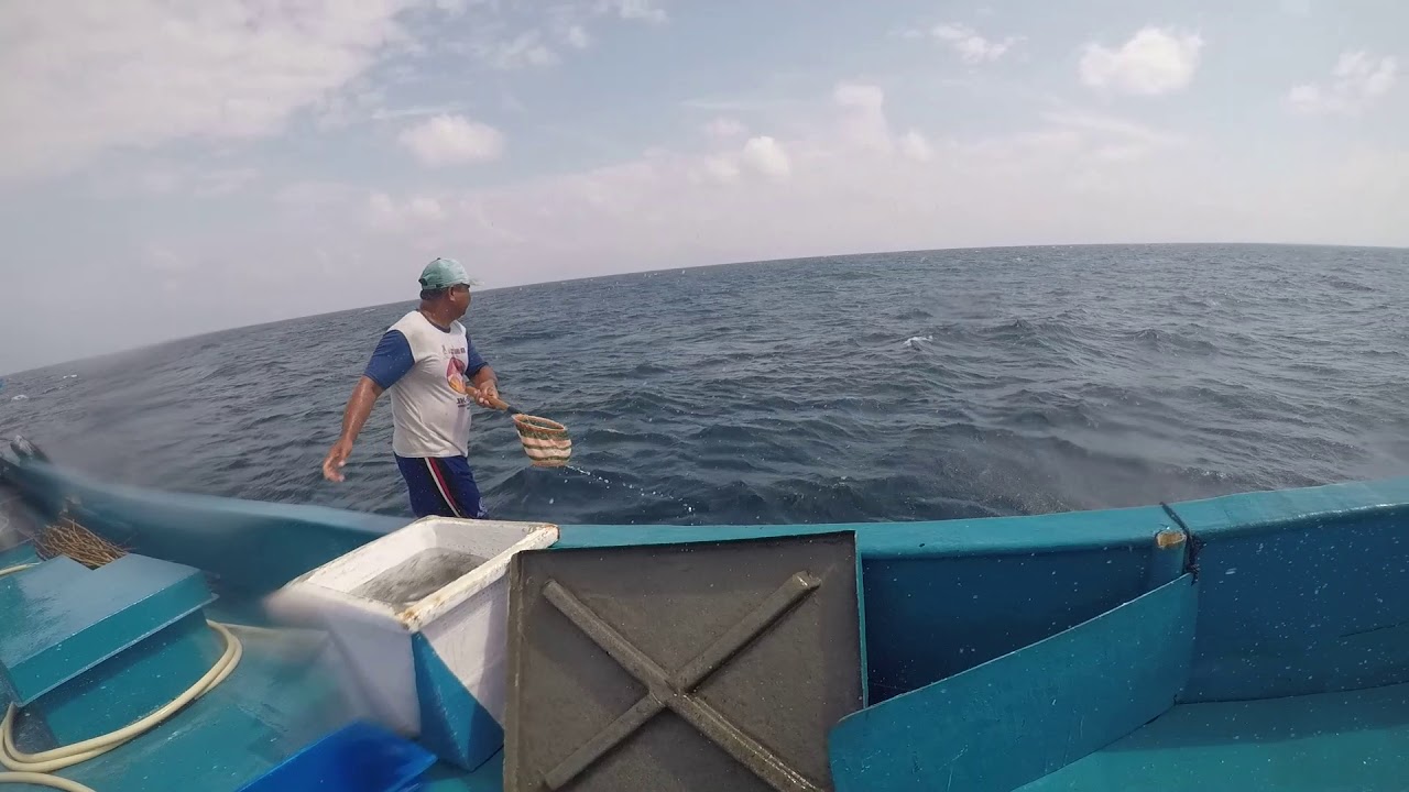 Melempar Umpan saat Pemancingan (Chumming) di Kapal Pancing Huhate ...