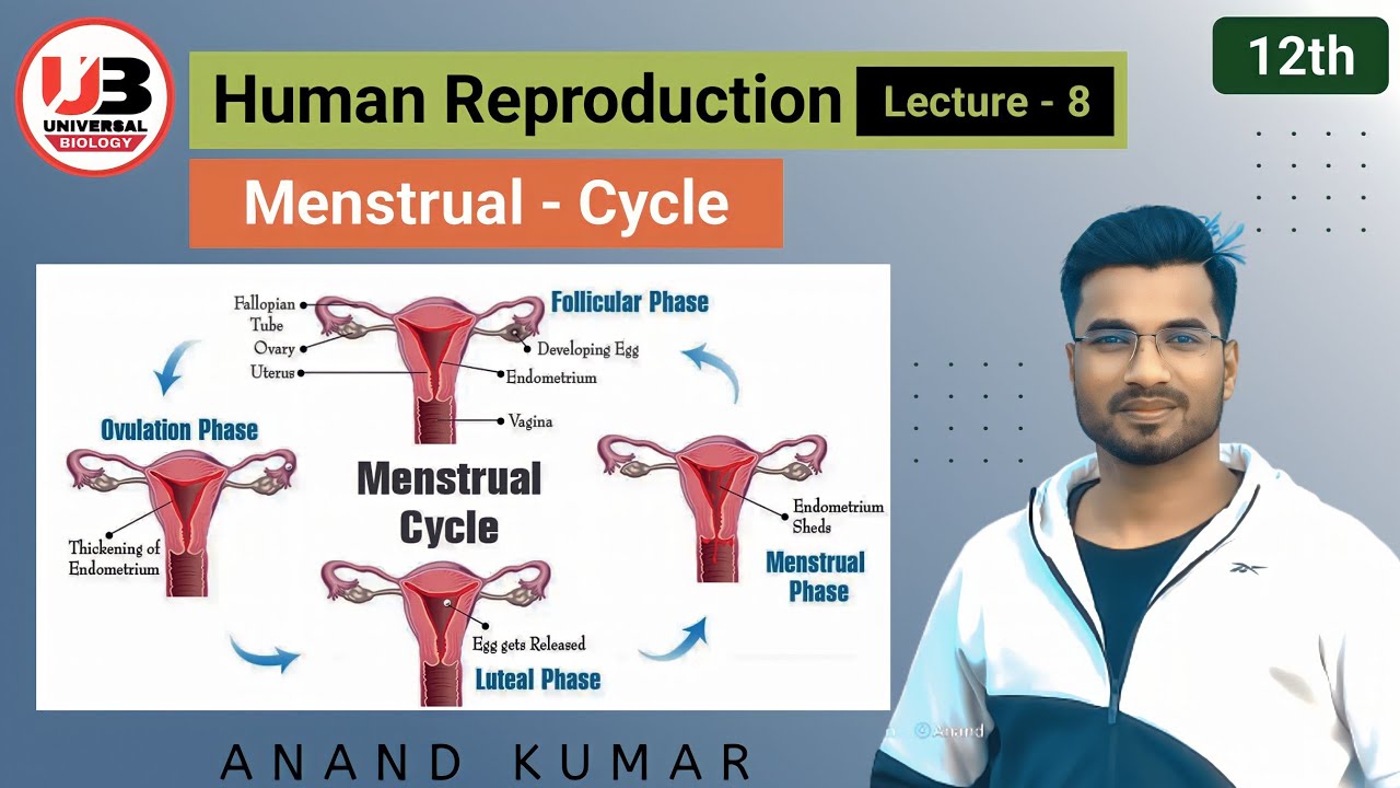 Human Reproduction L-8 | Class-12 | Menstrual cycle | UNIVERSAL BIOLOGY ...