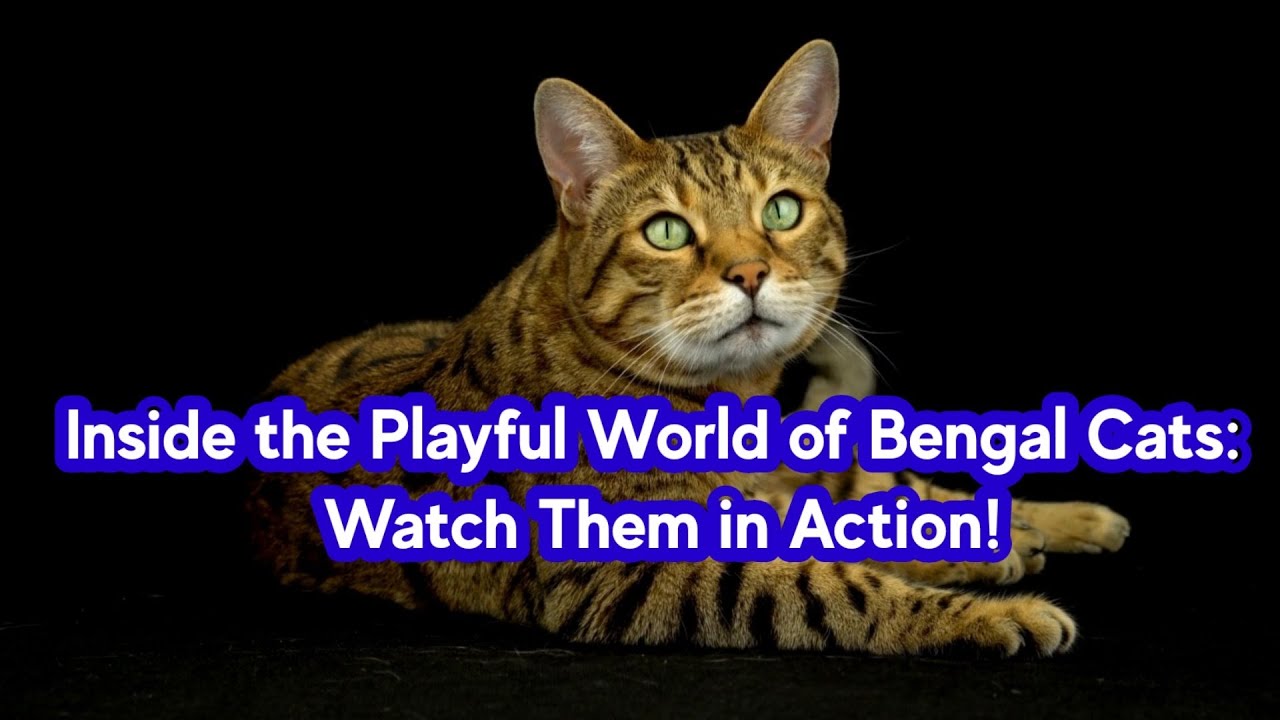 🥰🥰 Inside the Playful World of Bengal Cats: Watch Them in Action! - YouTube