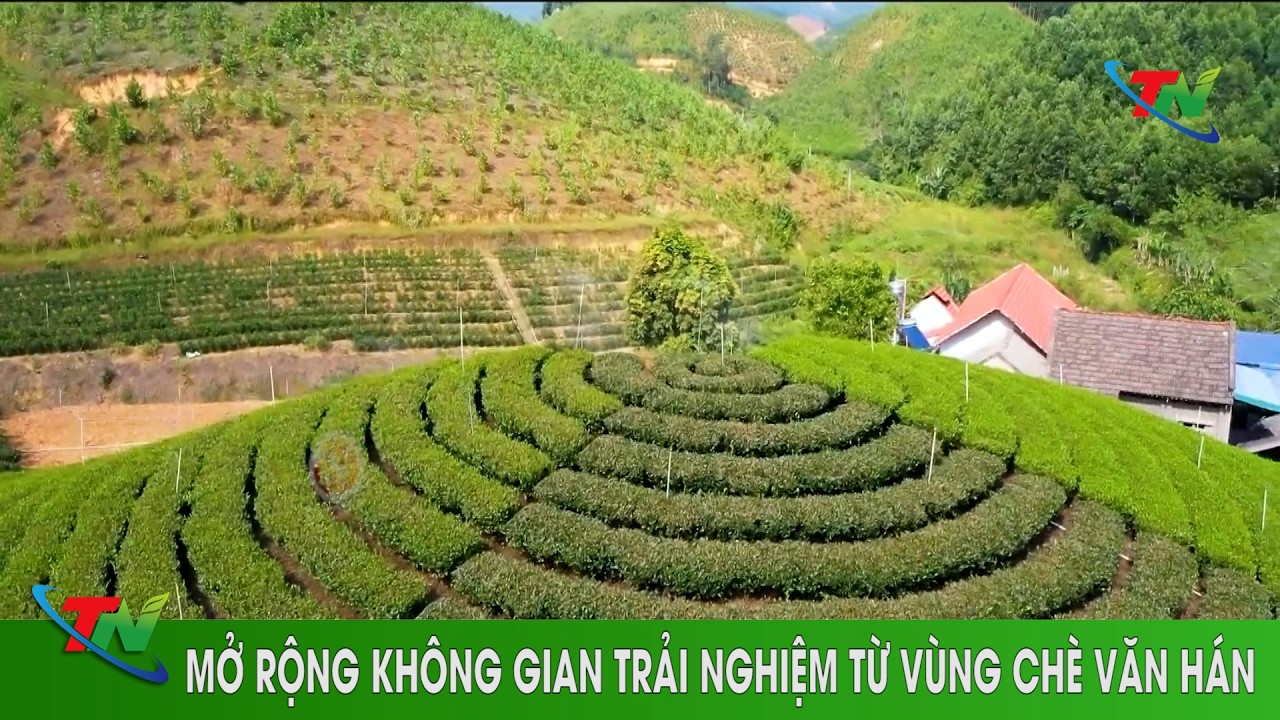 Mở rộng không gian trải nghiệm từ vùng chè Văn Hán - YouTube