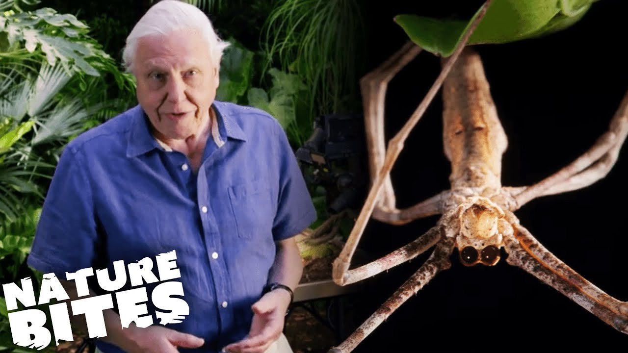 David Attenborough VS Deadly Bug Disguises! | Micro Monsters | Nature ...