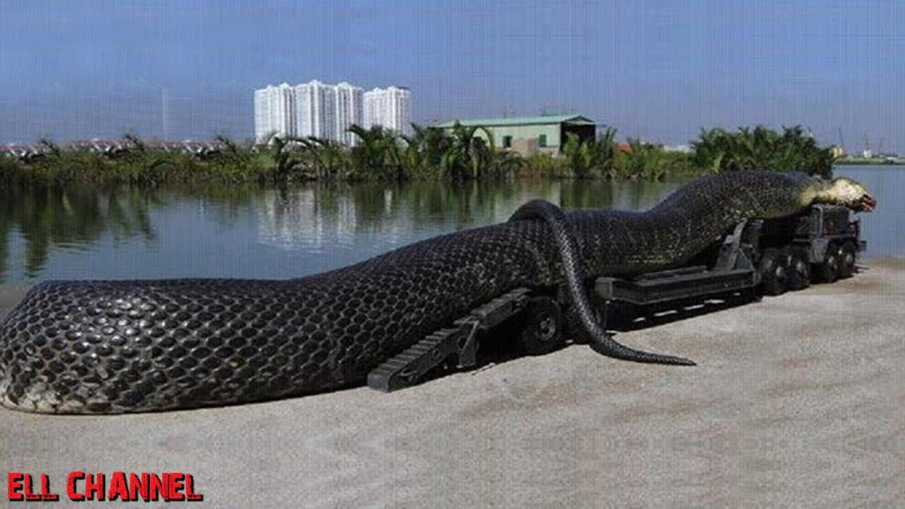 15 ყველაზე გრძელი და დიდი სახეობის გველი - YouTube