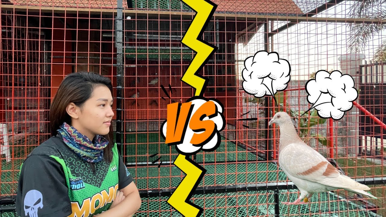 Kalapati Babe VS. Red Bar (Training Race) - YouTube