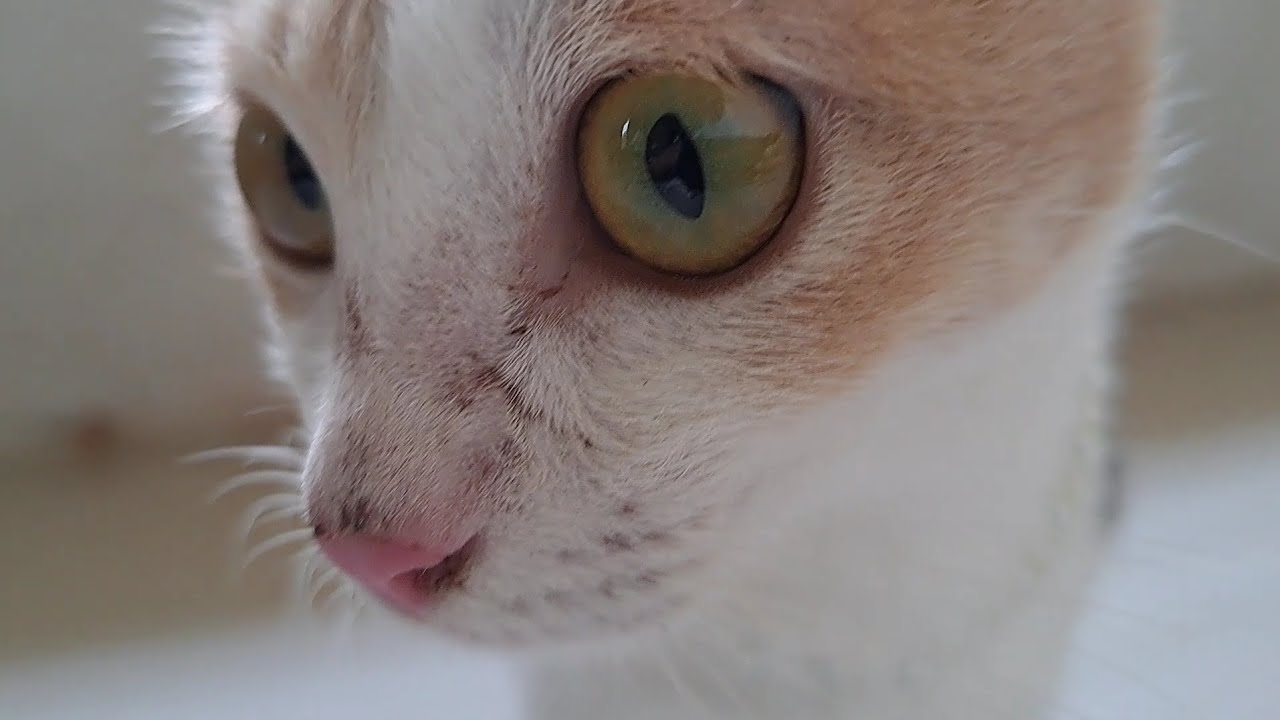 a cat sniffs my camera when i filming the kittens playing - YouTube