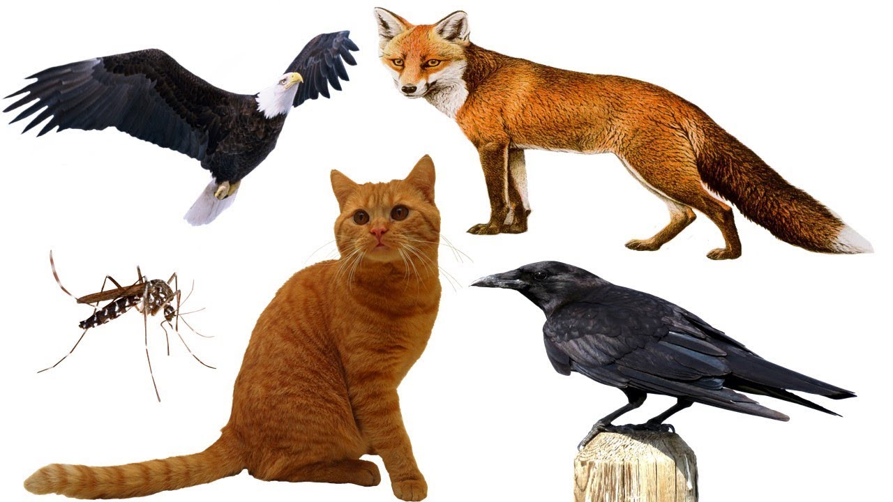 Galayr,Tuke,Bisad,Kaneeco iyo Dawoco Af Somali Barasho Sham TV HD - YouTube