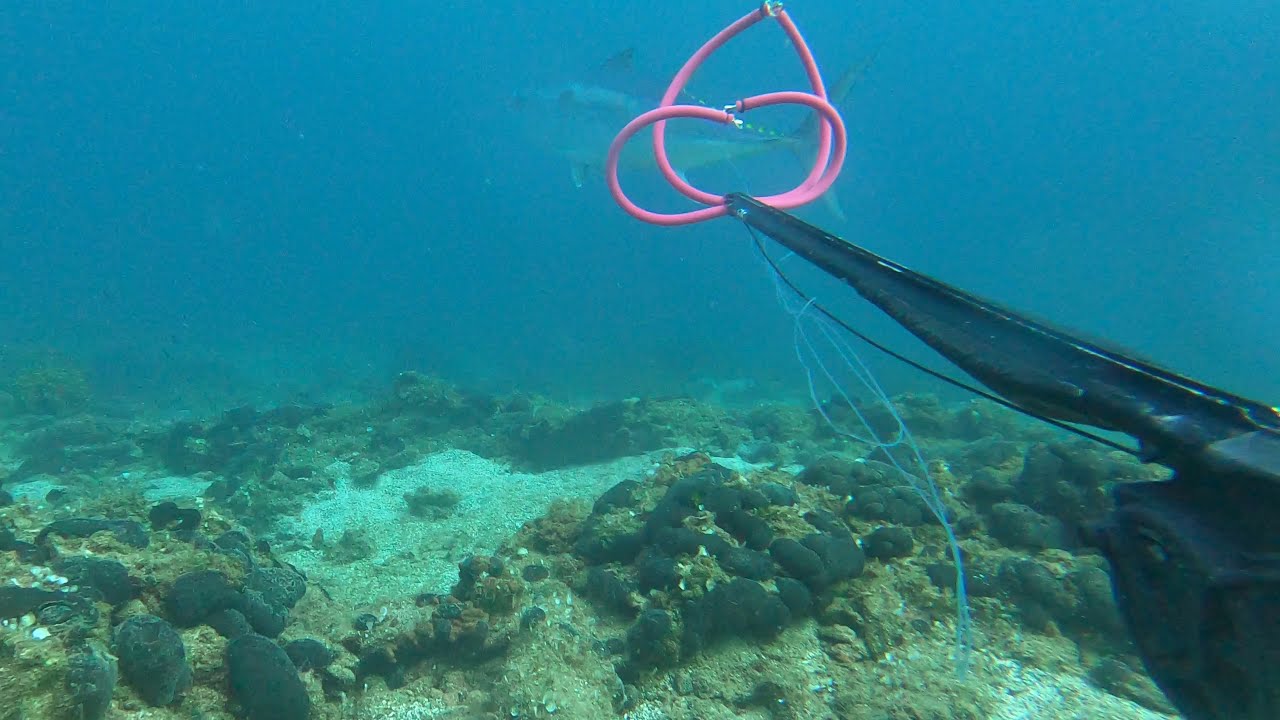 Bluefin tuna headshot with pathos sniper 105💥|spearfishing - YouTube