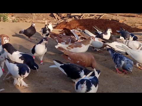 kabootar video | pigeon videos | kabootar bazi | kabootar beautiful ...