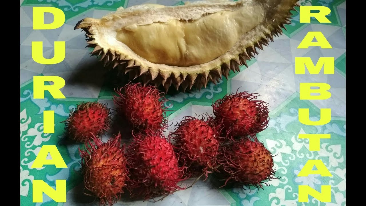 Nikmatnya Makan Durian Dan Rambutan - YouTube