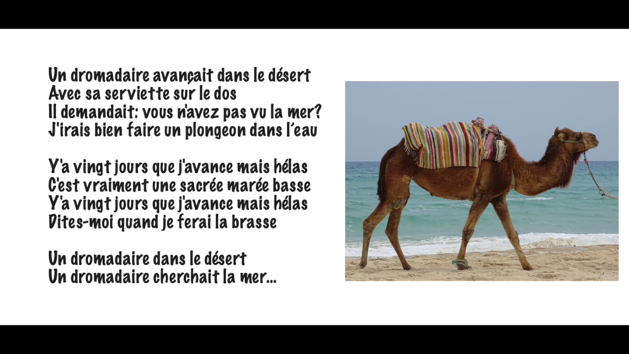Le dromadaire - YouTube