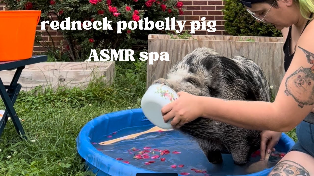 Redneck Potbelly Pig ASMR Spa | soft-spoken, scratching/water/mouth ...