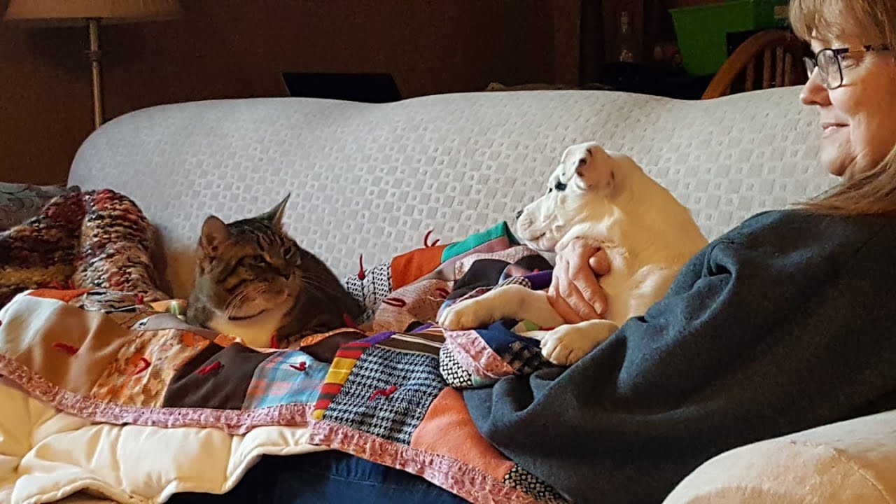 Cats Meet Puppies for the First Time | Bringing the Adorable Pups Home ...