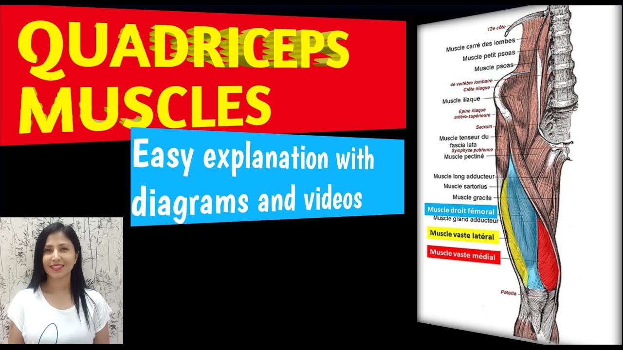 QUADRICEPS MUSCLE| QUADRICEPS MUSCLES NAME| QUADRICEPS MUSCLE FUNCTION ...