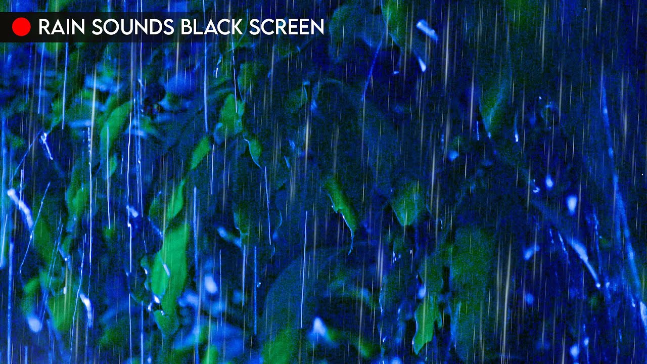 Rainforest Rain Sounds for Sleeping or Studying 🌧️ Light Rain Sounds ...