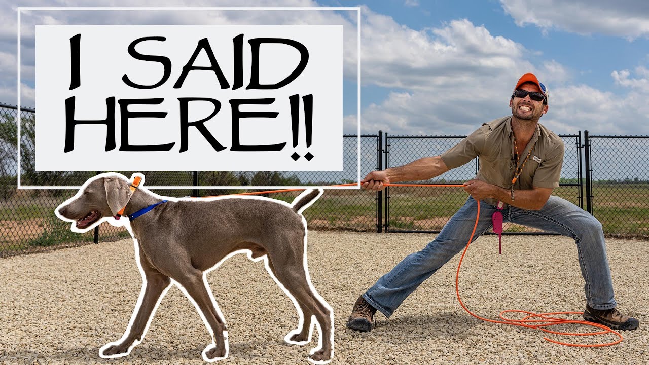 How Do You Teach A Stubborn Dog Recall How Do You Teach A Stubborn Dog Recall