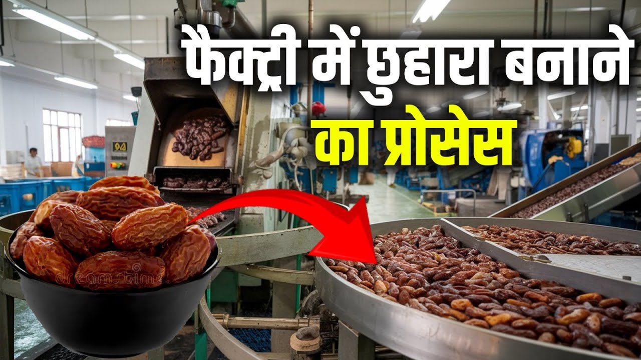 देखिए छुहारा कैसे बनता है। How Dry Dates Are Made from Tree | Dry Dates ...