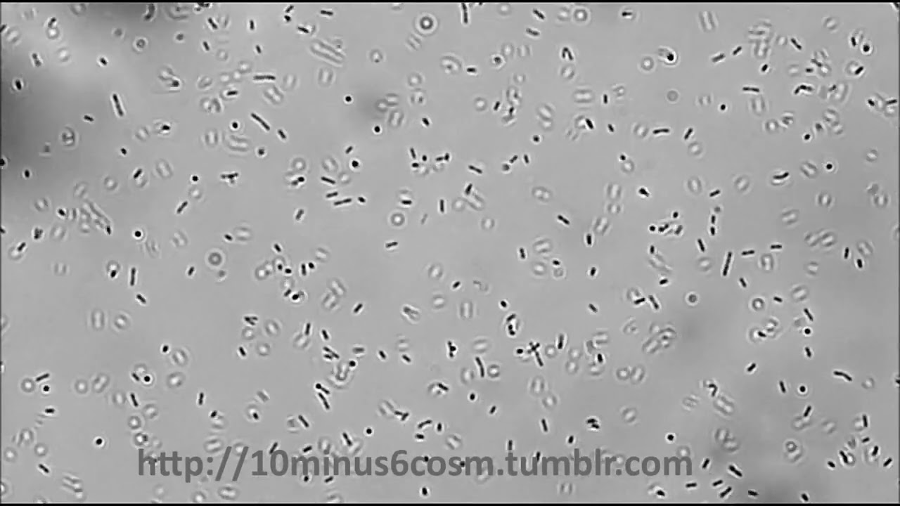 Listeria TUMBLING MOTILITY - MEDICOS ZONE - YouTube