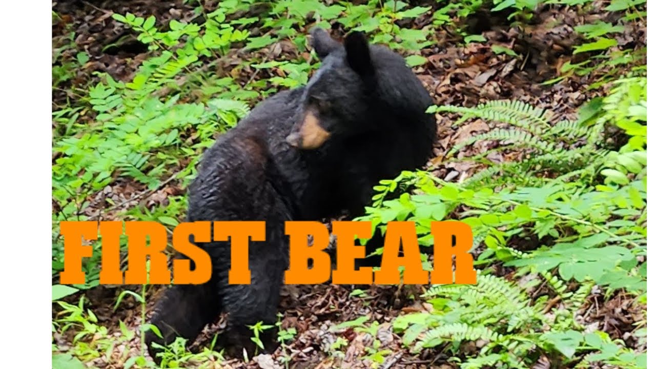 MY FIRST BEAR SIGHTING ON THE FOOTHILLS PARKWAY! - YouTube