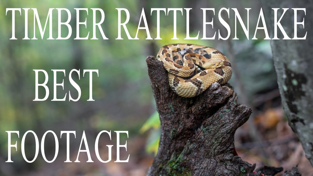 THE BEST TIMBER RATTLESNAKE FOOTAGE - YouTube