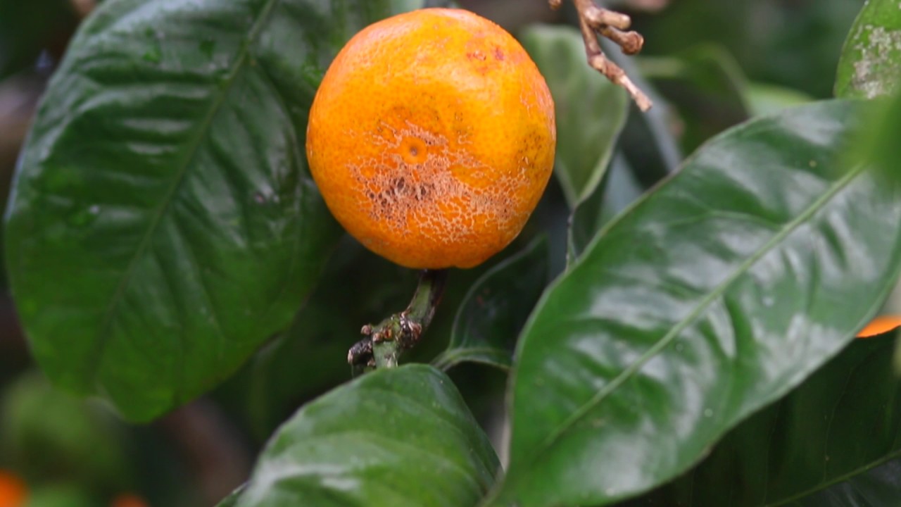 SOLD - 25 Jordan Road, Mangere - Sue Matete and Paul Matete - YouTube