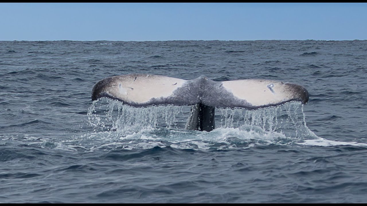 Humpback whales in Costa Rica - YouTube