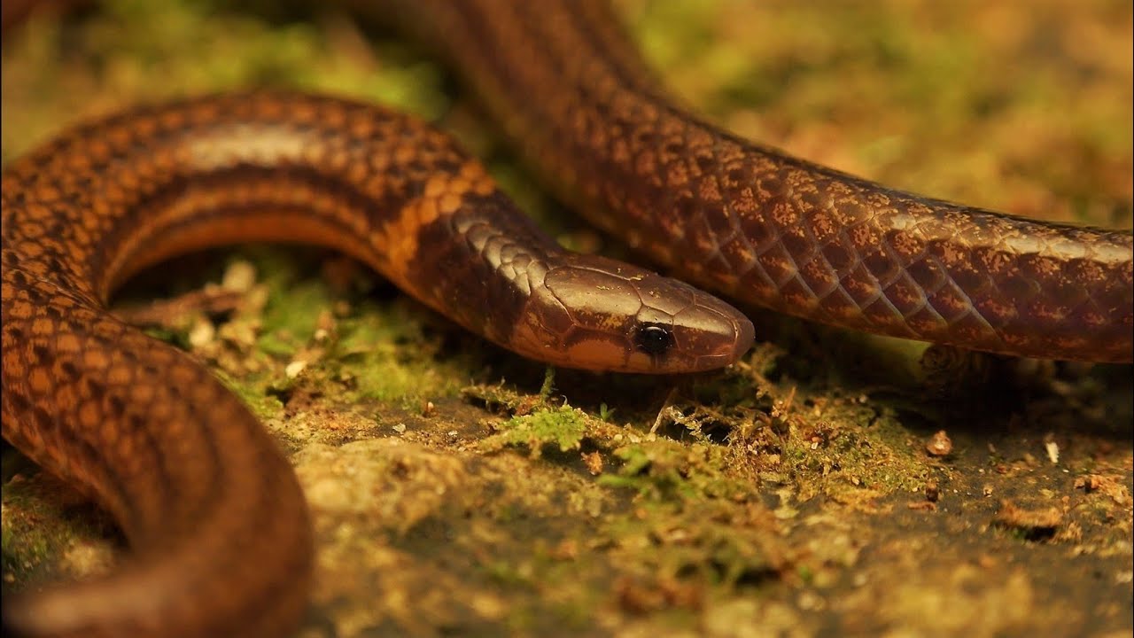 Collared Reed Snake: Tioman Island: Malaysia Snakes - YouTube